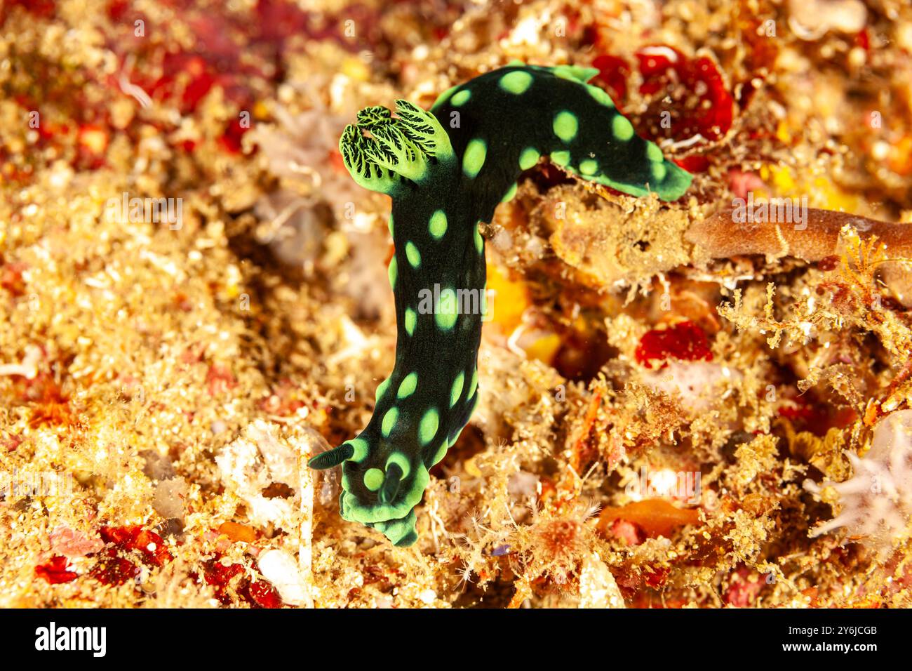 Indonesia, Raja Ampat, Crested Nembrotha (Nembrotha cristata ...