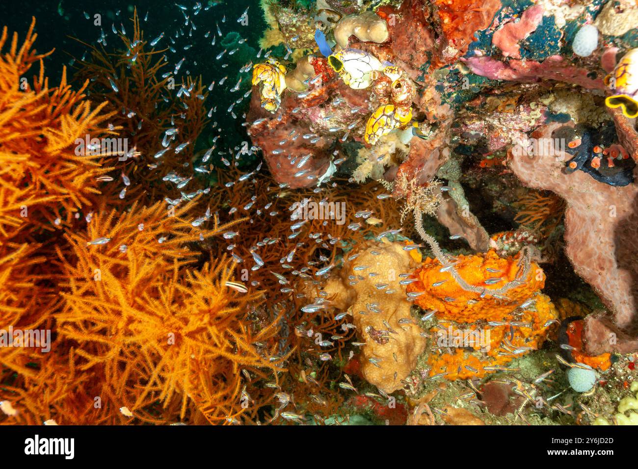 Raja ampat coral reef hi-res stock photography and images - Alamy