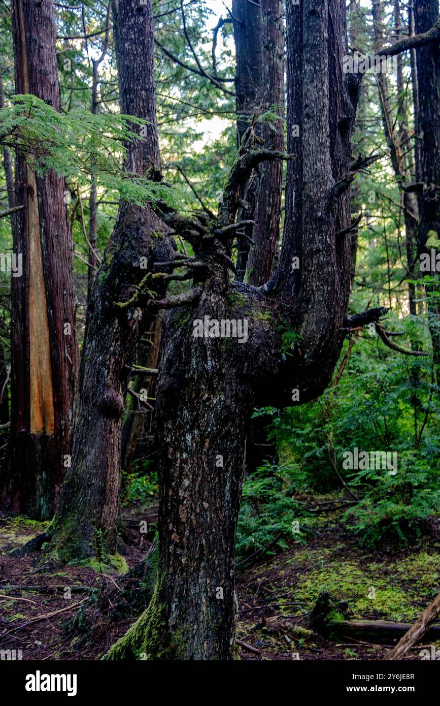 Clallam boundary hi-res stock photography and images - Alamy