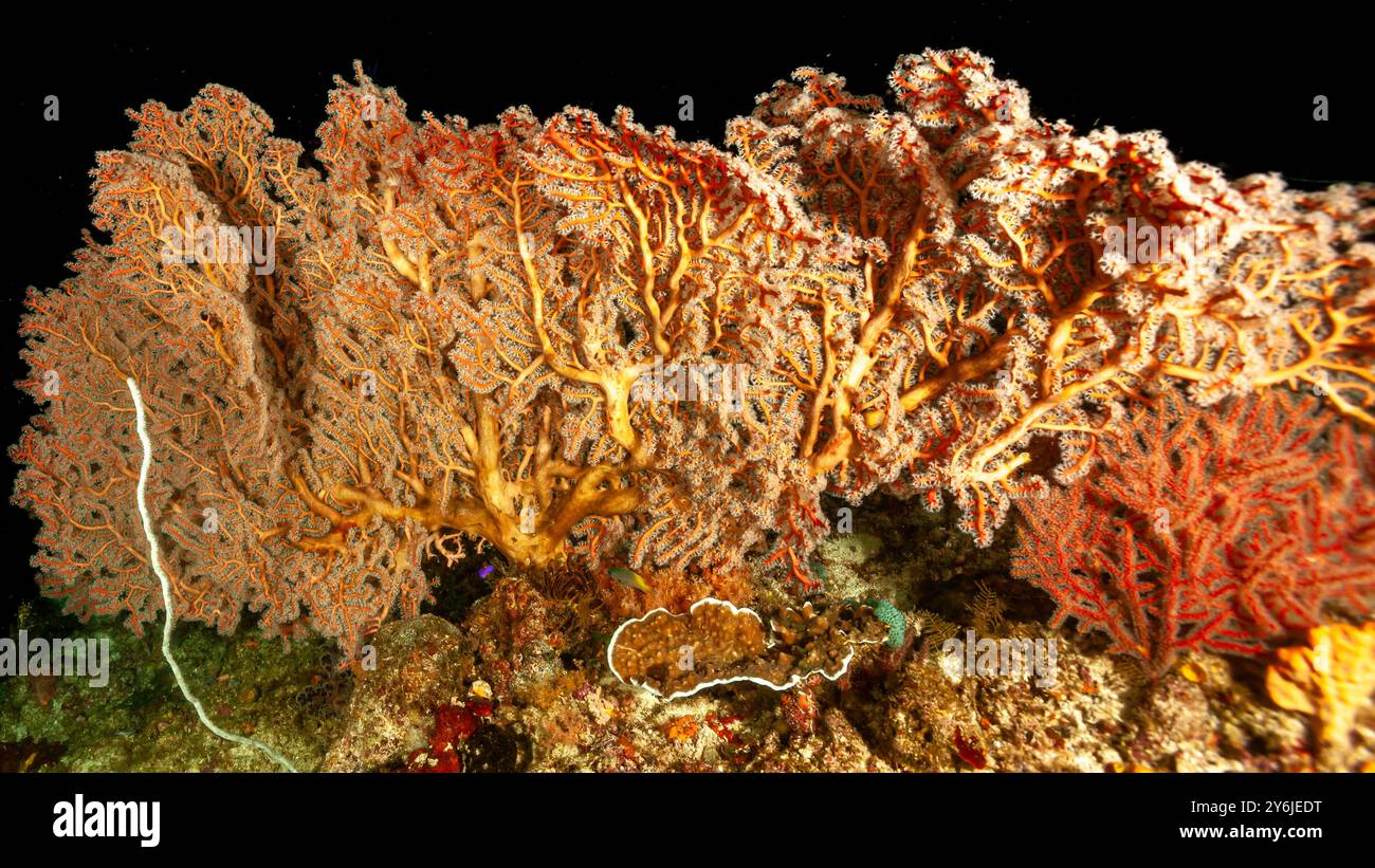 Indonesia gorgonia sea fan hi-res stock photography and images - Alamy