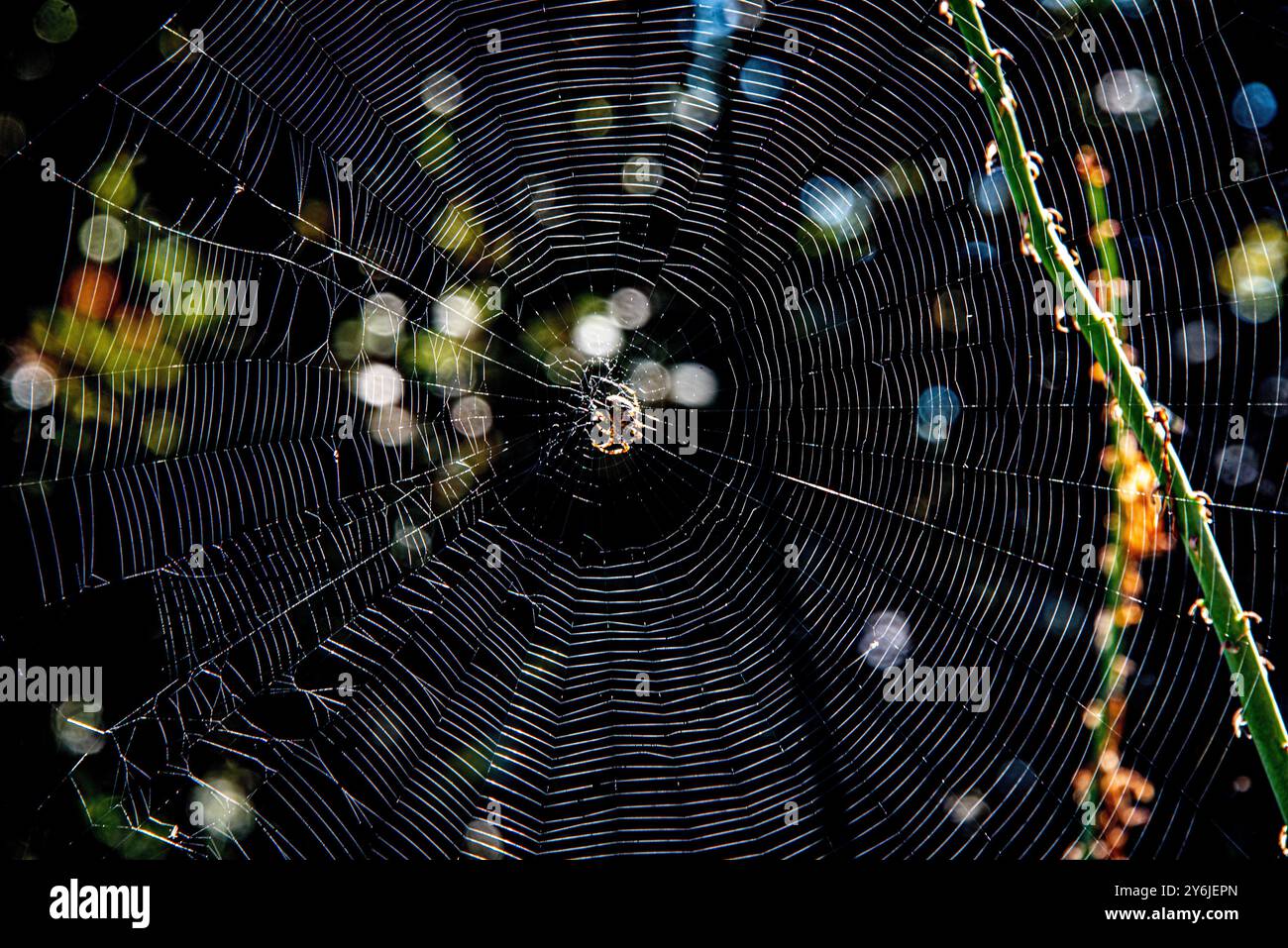 Indianola, Washington, USA. 24th Sep, 2024. Spiders and their webs were ...