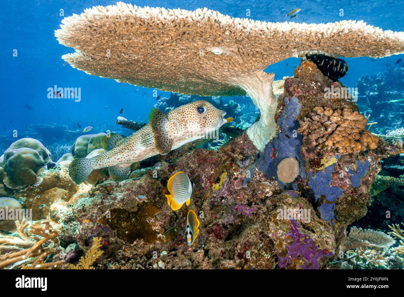 Indonesia, Raja Ampat, Porcupinefish (Diodon nicthemerus Stock Photo ...