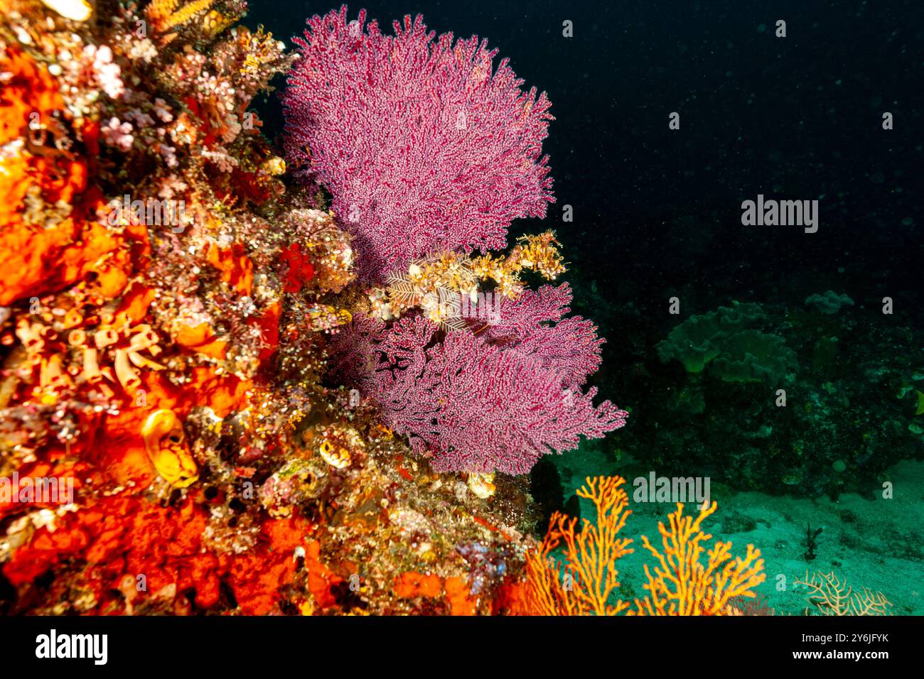 Melithaea ochracea hi-res stock photography and images - Alamy