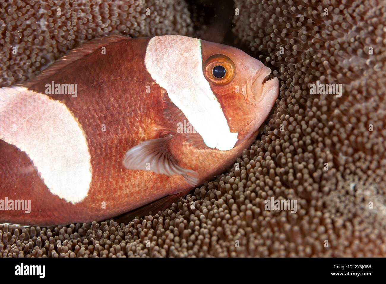 Indonesia, Raja Ampat, Saddleback Clownfish (Amphiprion polymnus ...