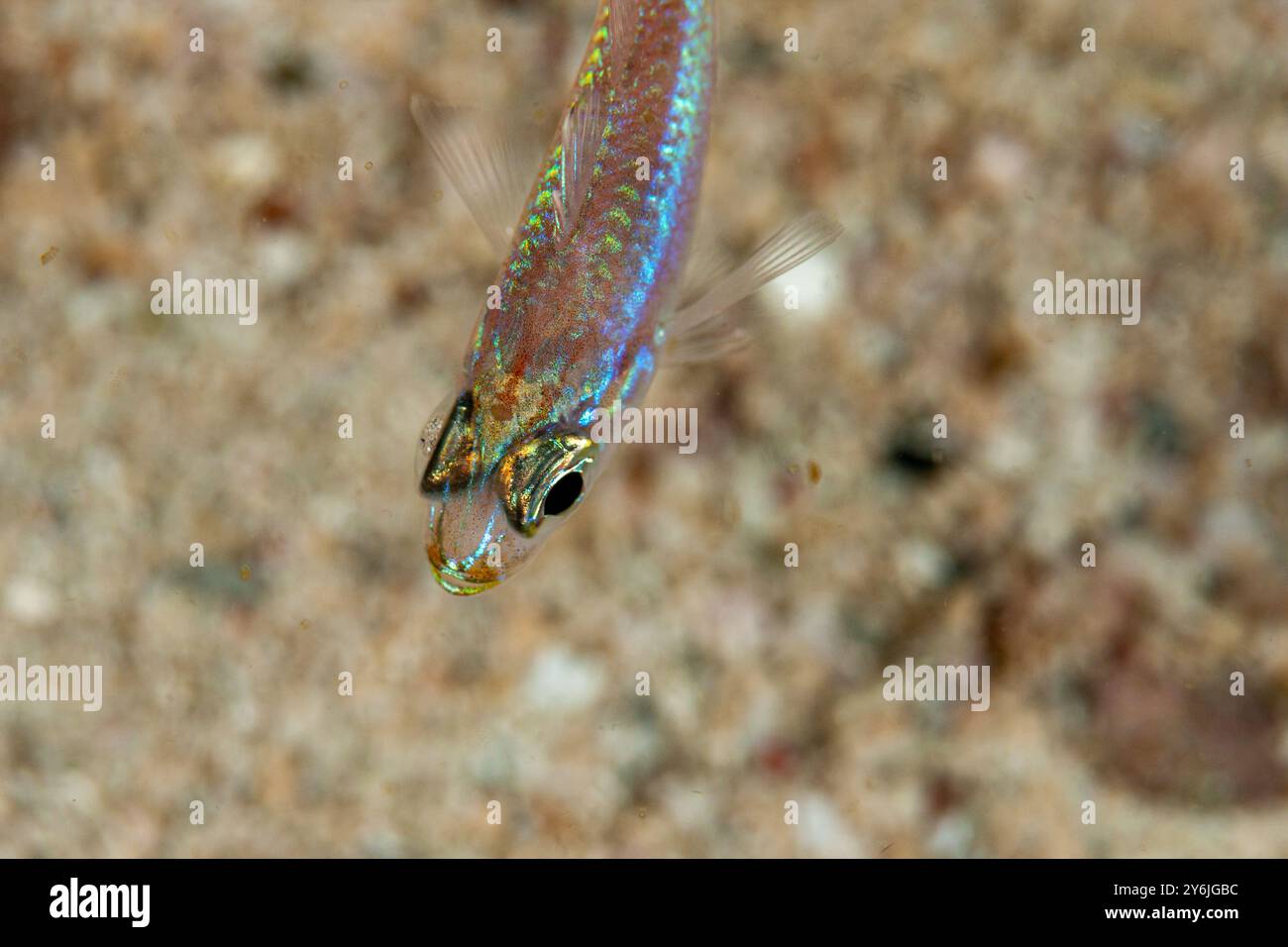 Indonesia, Raja Ampat, Transparent goby Stock Photo - Alamy