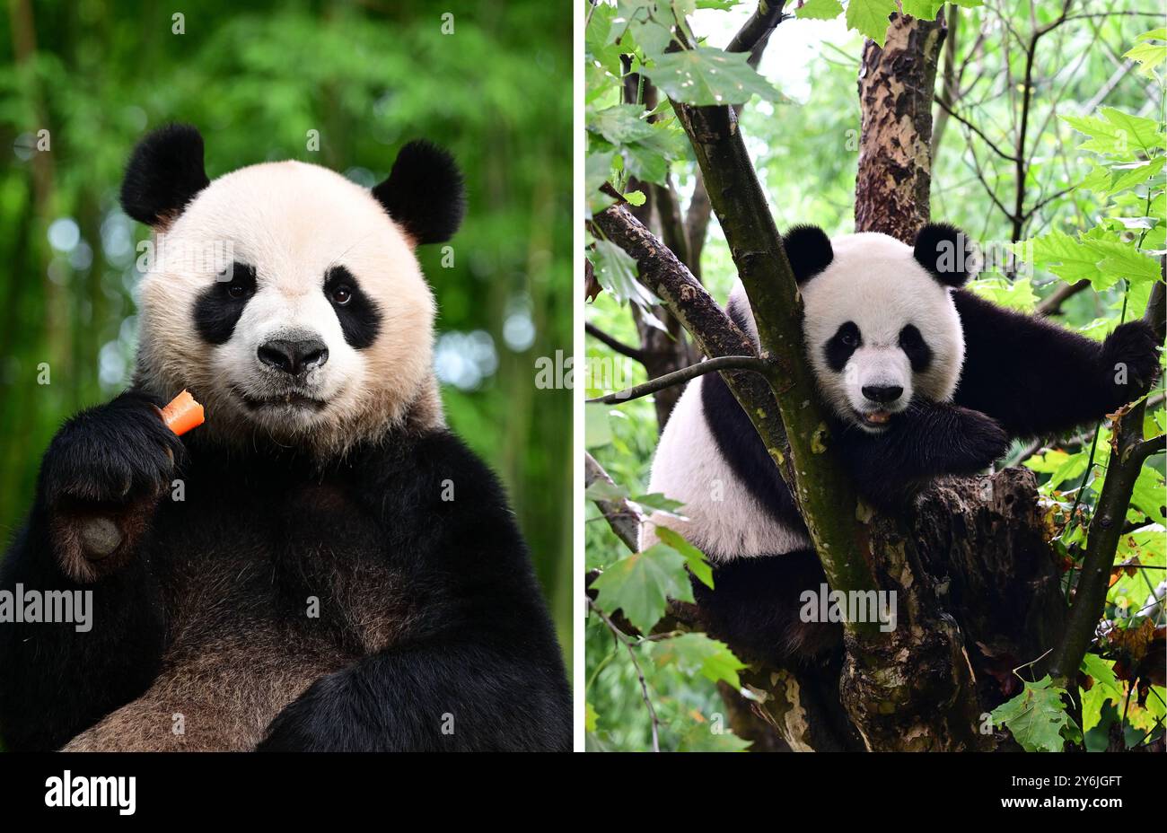 A pair of giant pandas born in hong kong hi-res stock photography and ...