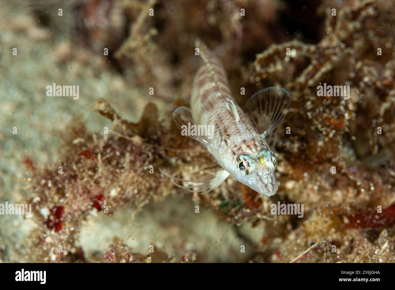 Indonesia, Raja Ampat, Fish swimming among corals Stock Photo - Alamy