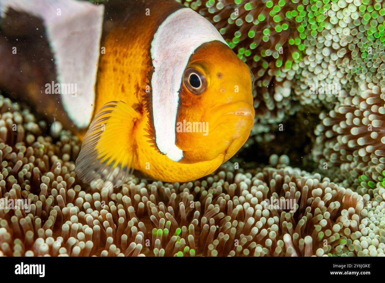 Indonesia, Raja Ampat, Saddleback Clownfish (Amphiprion polymnus ...