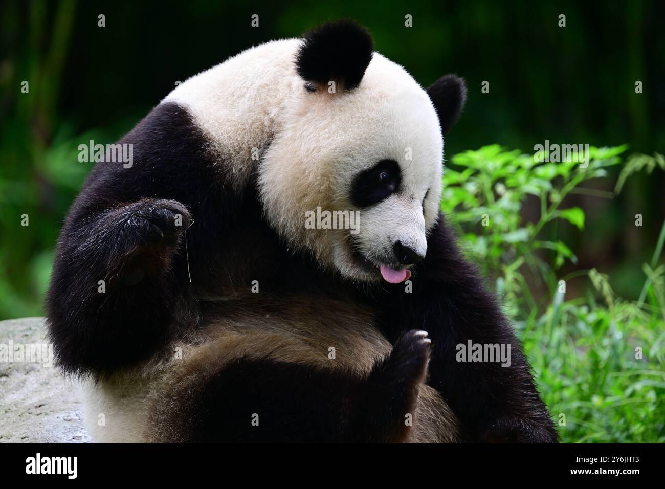 (240926) -- CHENGDU, Sept. 26, 2024 (Xinhua) -- Giant panda Ke Ke is pictured at China ...