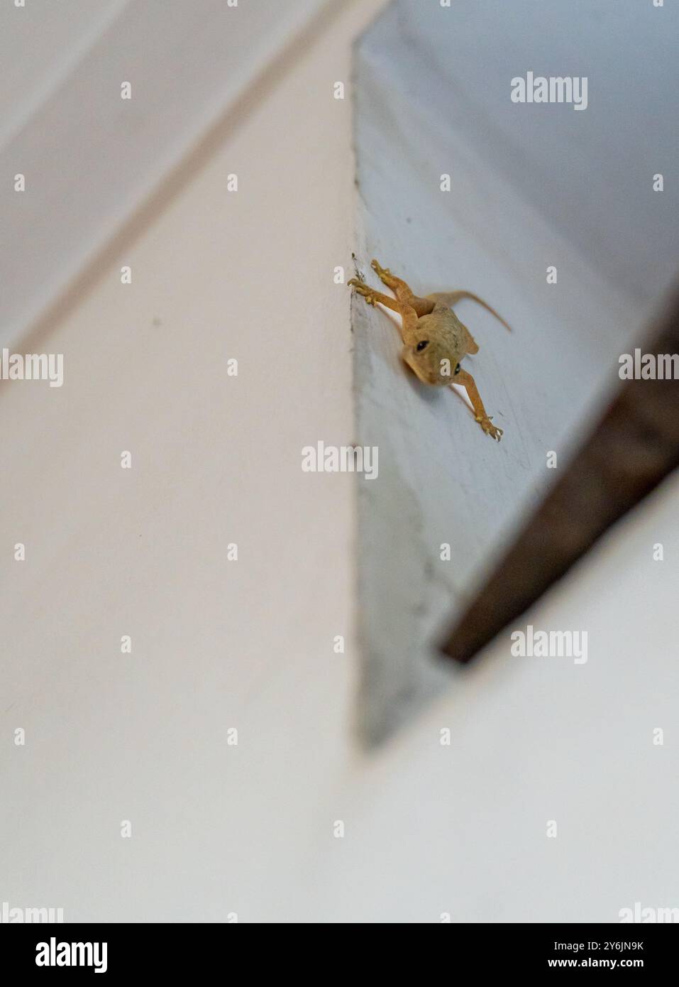 Common house gecko (Hemidactylus frenatus) resting on a wall in an Indian household, a typical ...