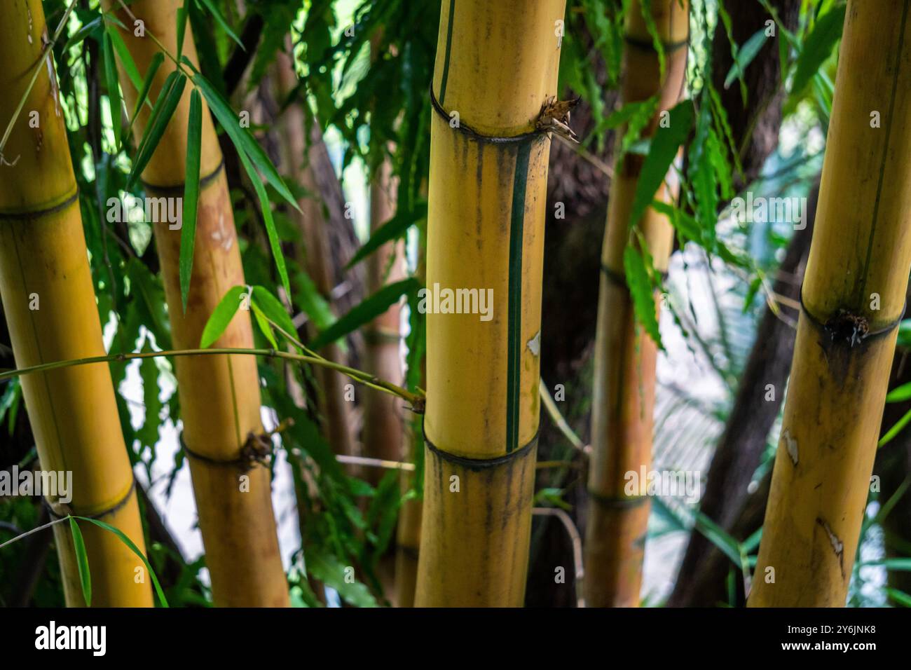 Tall yellow bamboo with an aged, weathered trunk standing in a lush ...
