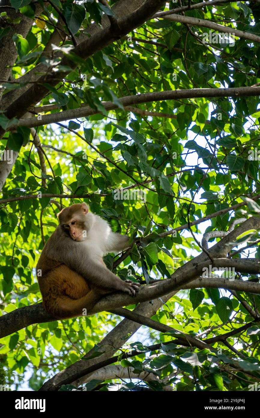 Most common monkey, the Rhesus macaque sitting on a tree branch in ...
