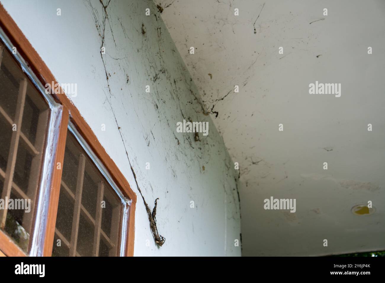 Spider web spread across the top of a wall, covering windows and door ...
