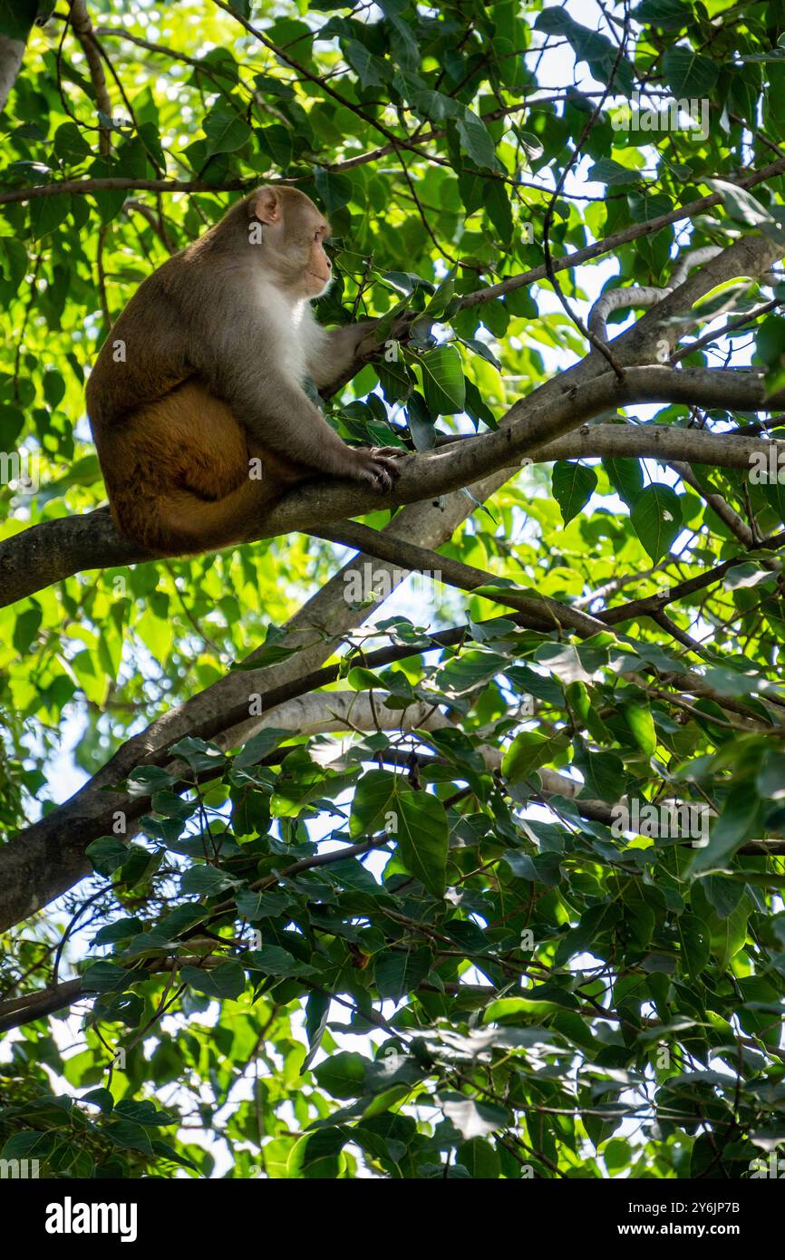 Most common monkey, the Rhesus macaque sitting on a tree branch in ...