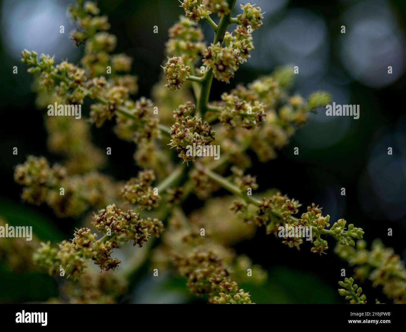 Pohon mangga hi-res stock photography and images - Alamy