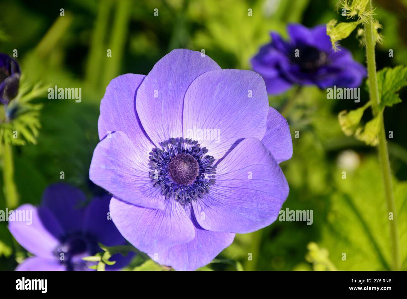 Single Solitary Mauve/Purple Anemone Coronaria (Windflower) on Display ...