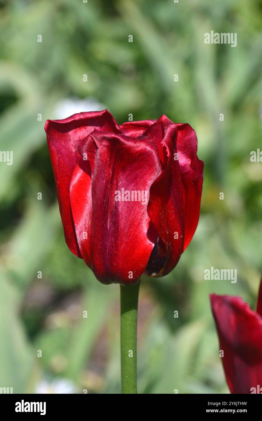 Single Solitary Red Tulipa ‘Ile de France’ (Triumph Tulip) Flower on ...