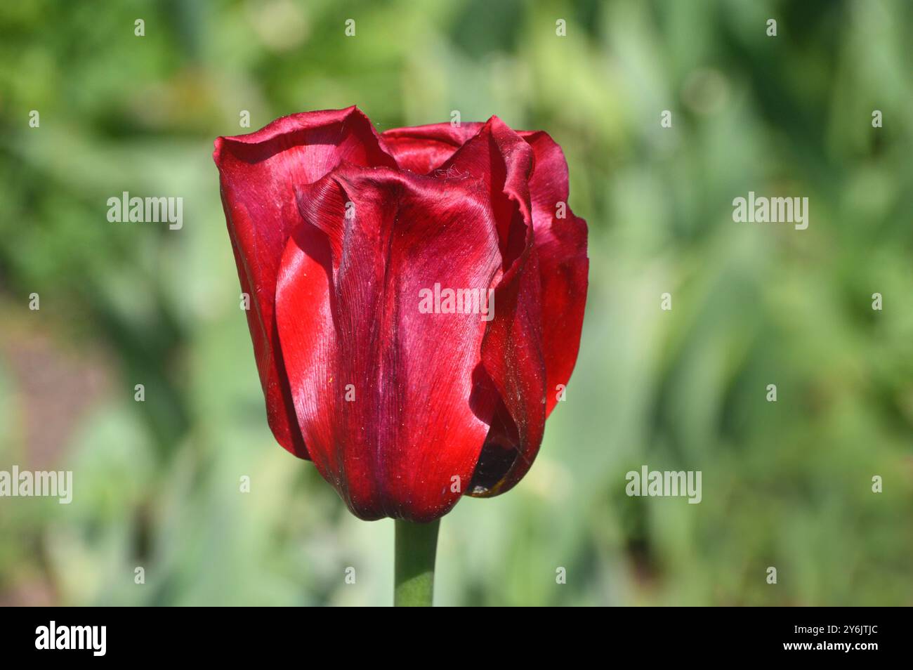 Single Solitary Red Tulipa ‘Ile de France’ (Triumph Tulip) Flower on ...