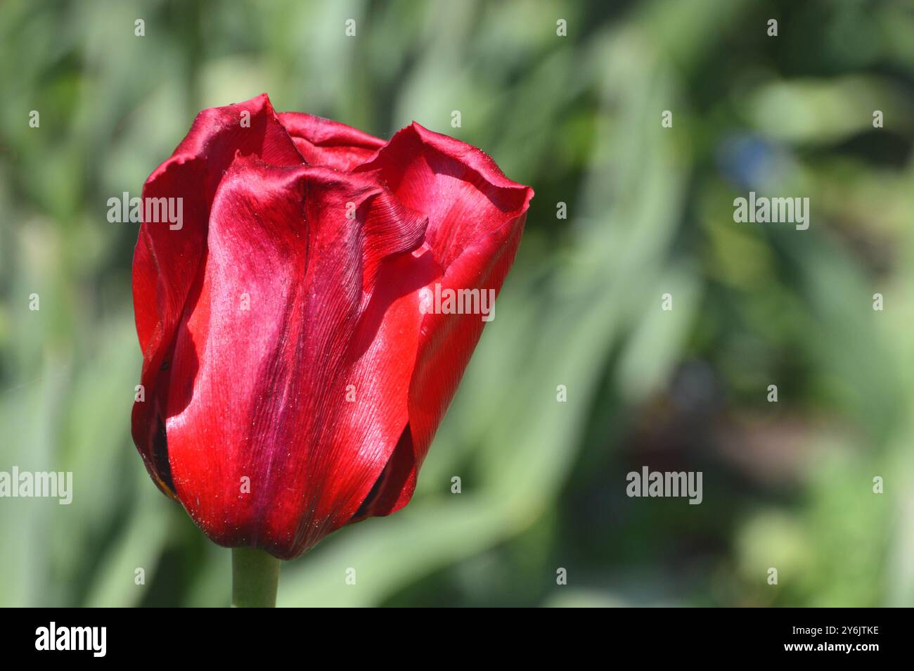Single Solitary Red Tulipa ‘Ile de France’ (Triumph Tulip) Flower on ...