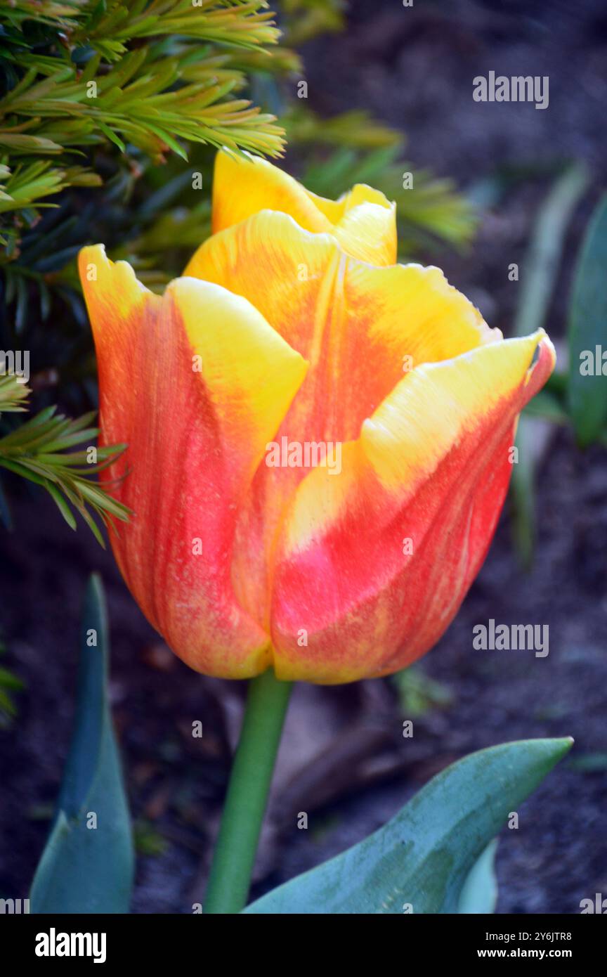 Single Solitary Yellow & Red Tulipa ‘Ice Lolly’ Tulip Flower on Display ...