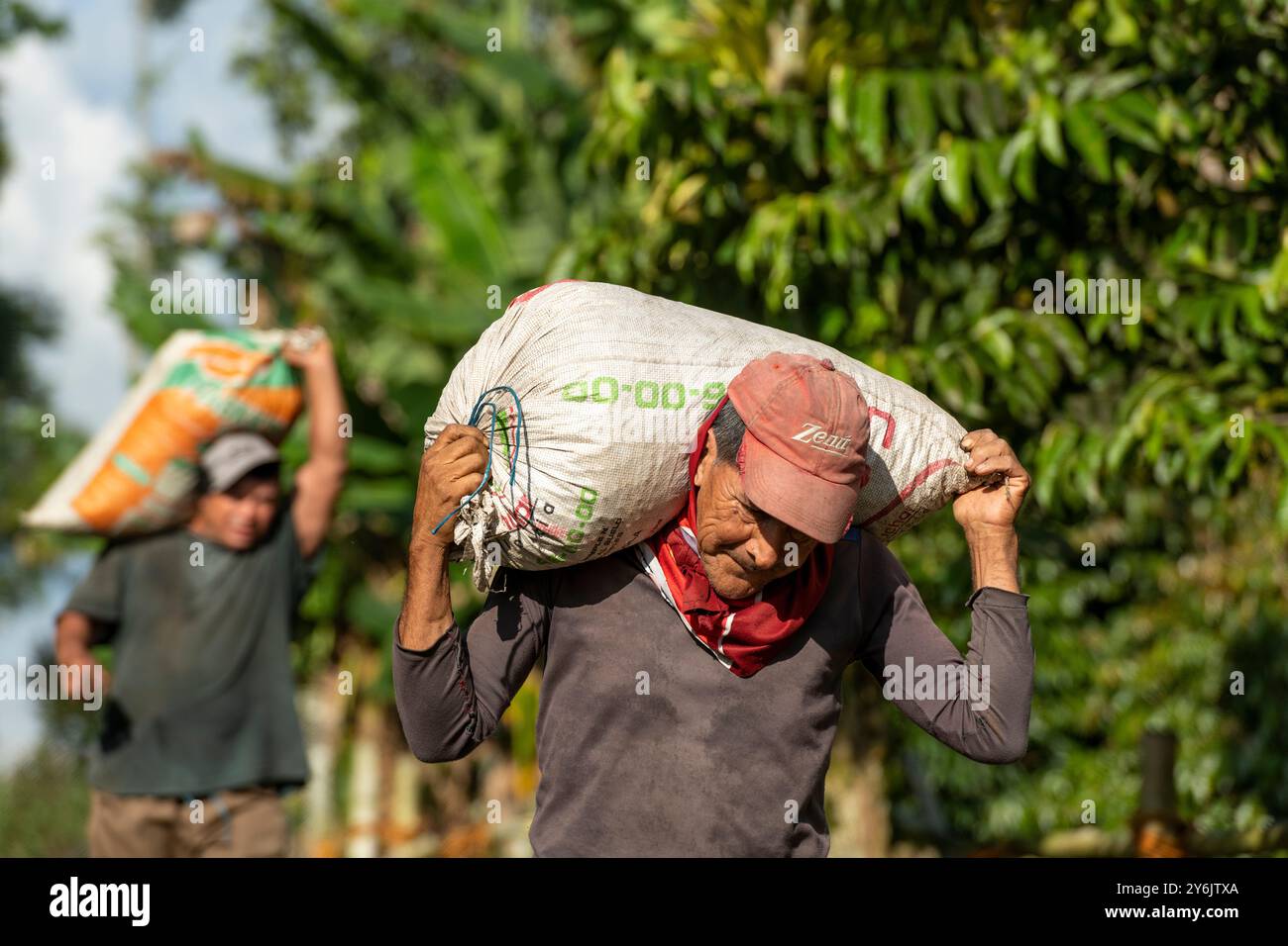 Coffee pickers returning from a day of harvest with the coffee beans ...