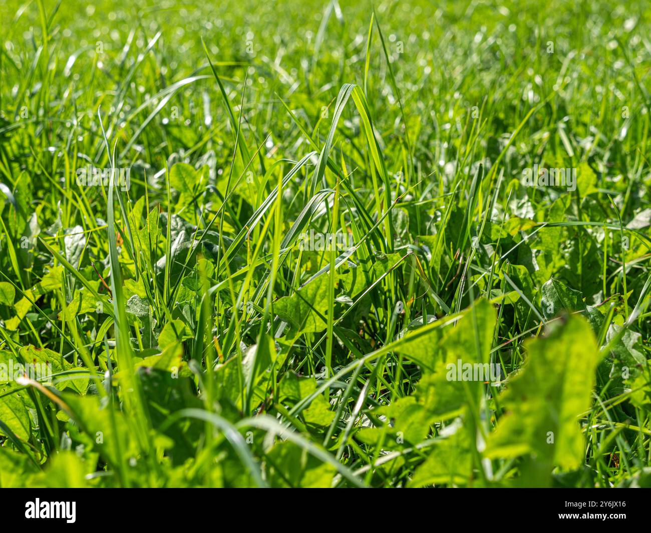 ökosystem wiese hi-res stock photography and images - Alamy