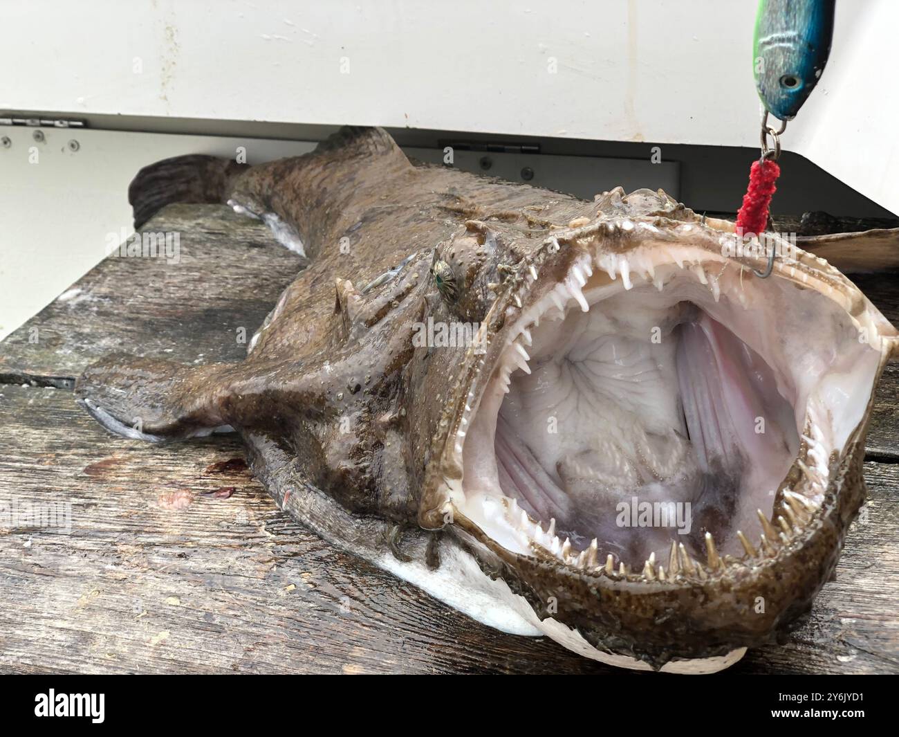 A close-up of a monkfish with its mouth open and a fishing lure ...