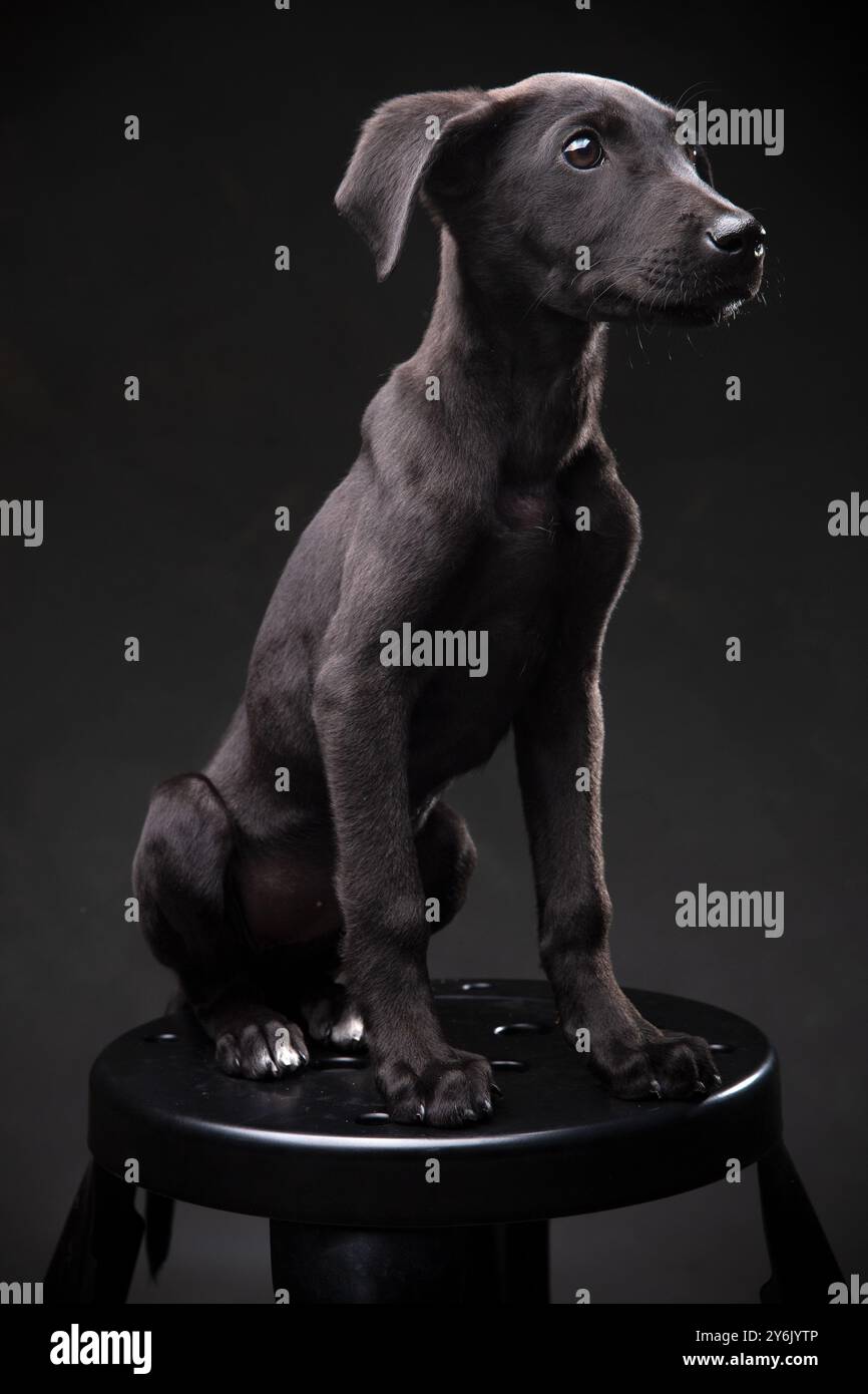 Dog on stool hi-res stock photography and images - Alamy
