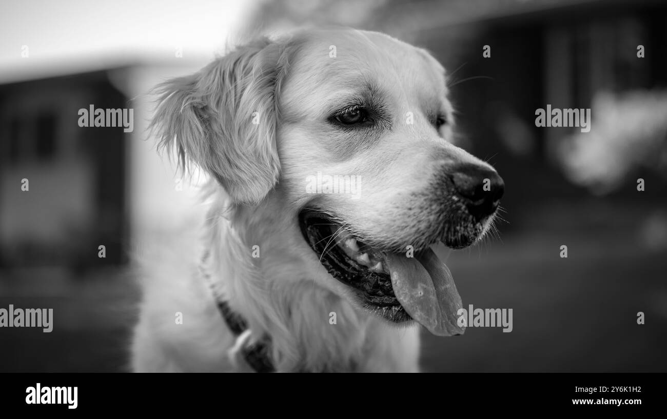 Close up tongue dog Black and White Stock Photos & Images - Alamy