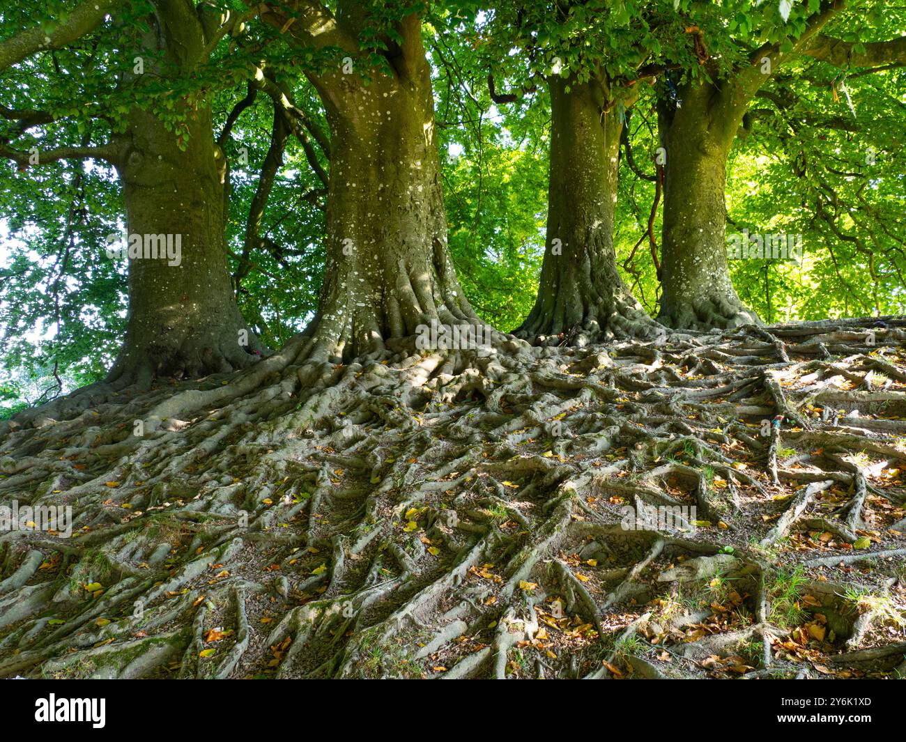 Beech trees with roots Stock Photo - Alamy