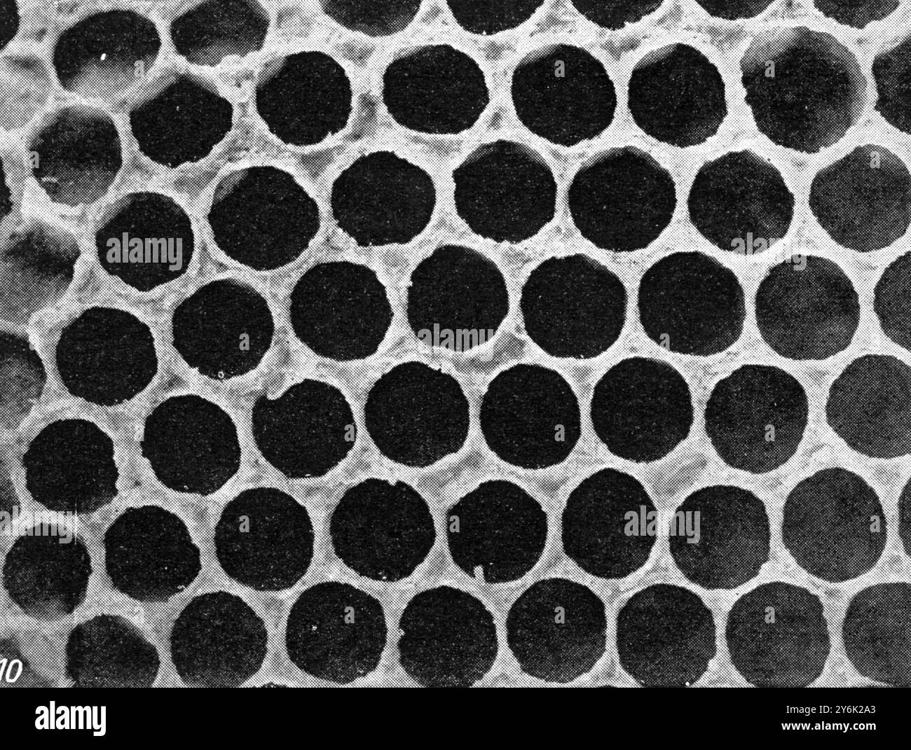 The Queen ' s Eggs : Legs as pollen carriers : the making of combs ...