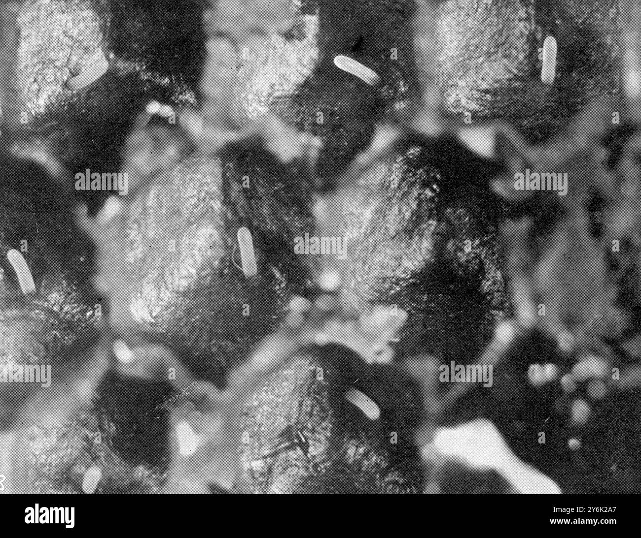 The Queen ' s Eggs : Legs as pollen carriers : the making of combs ...