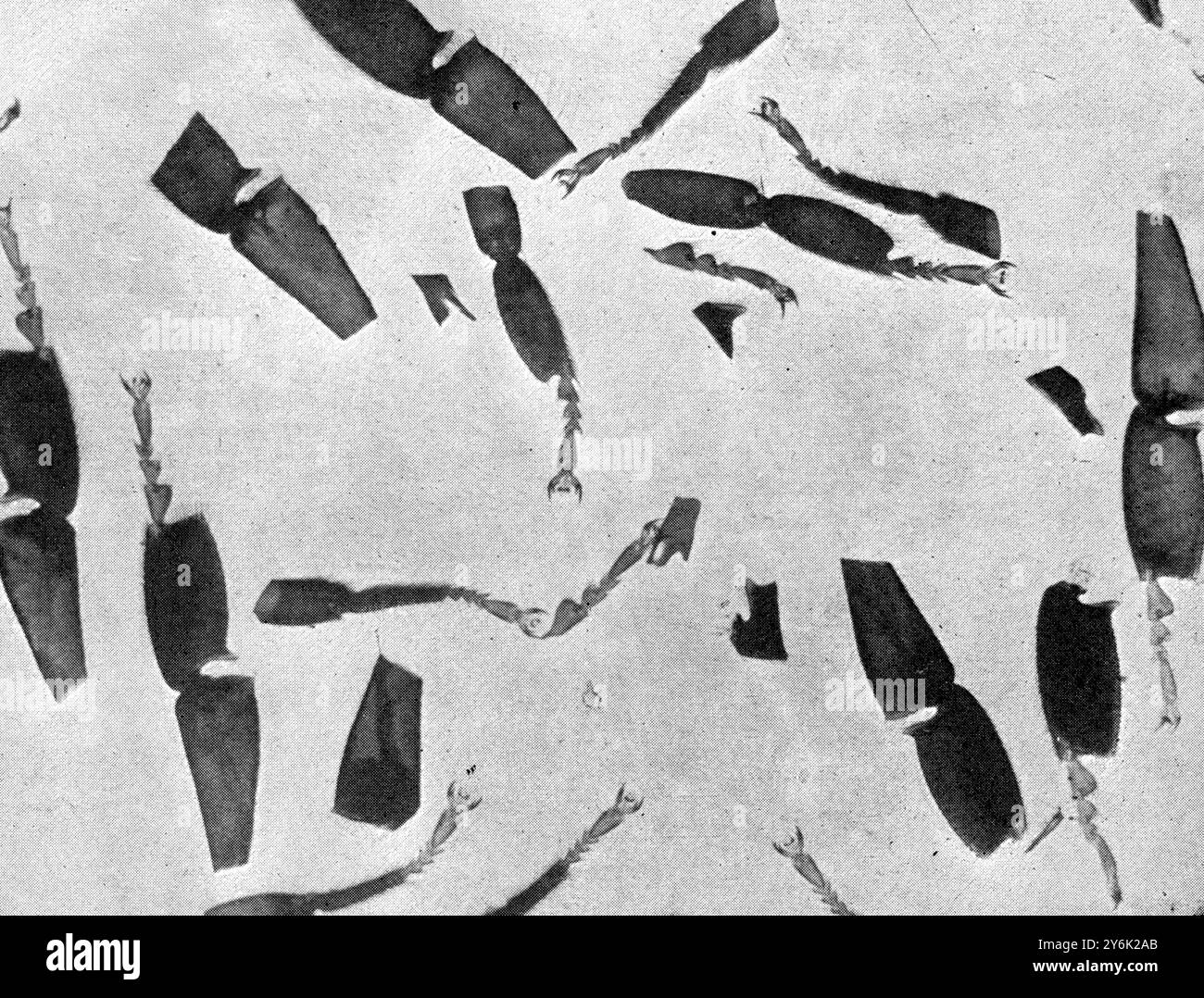 The Queen ' s Eggs : Legs as pollen carriers : the making of combs ...