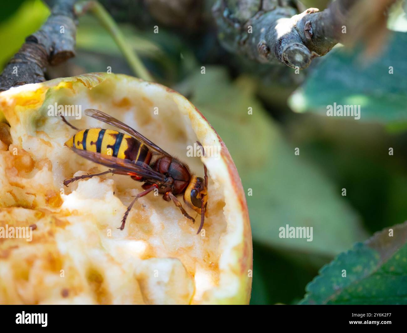 Queen German Wasp - Vespula germanica feeding on apple Stock Photo - Alamy