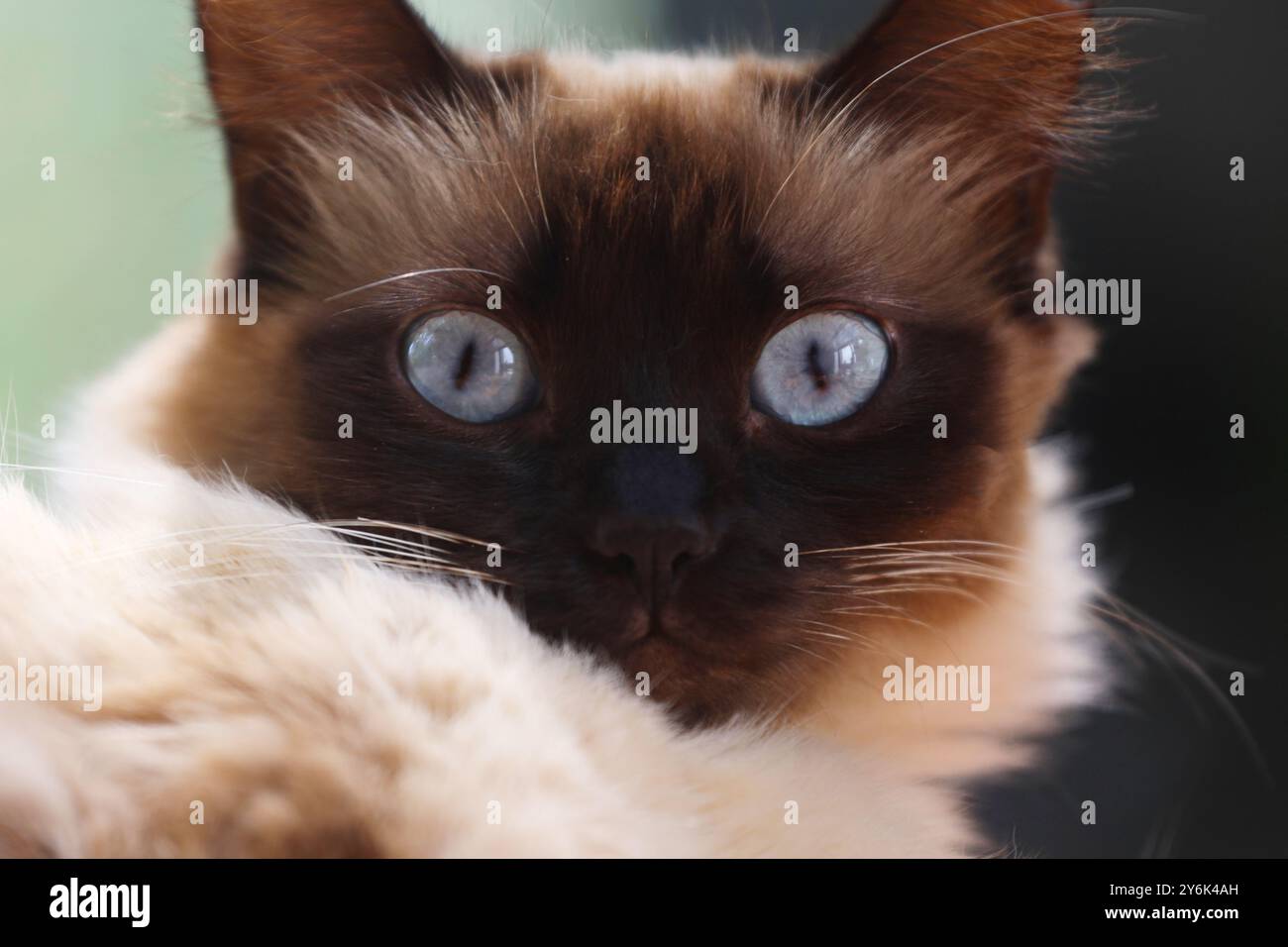 Close-up of a Siamese cat with striking blue eyes and a soft fur coat ...
