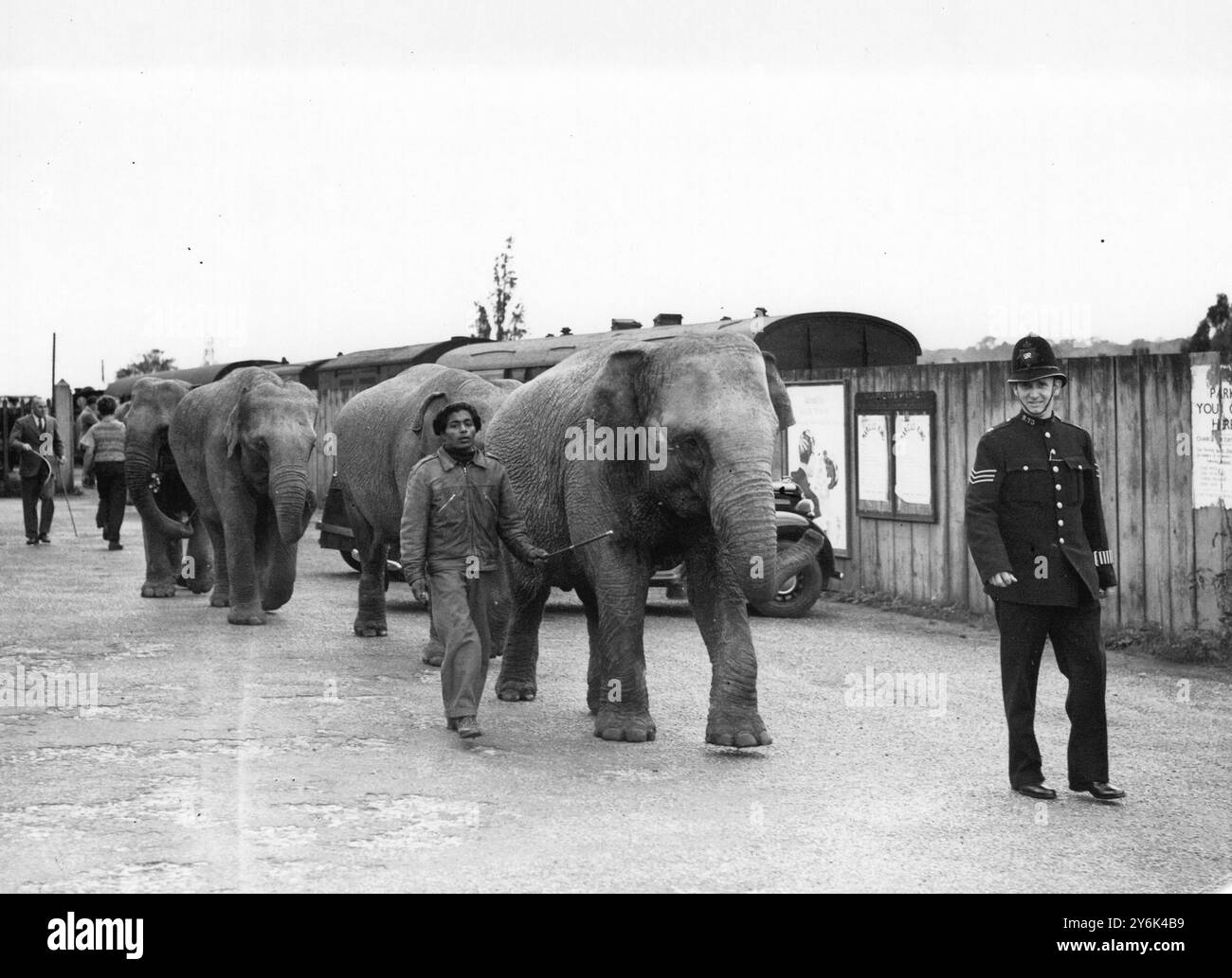 Taking the elephants off the train and leading them to the Circus at ...