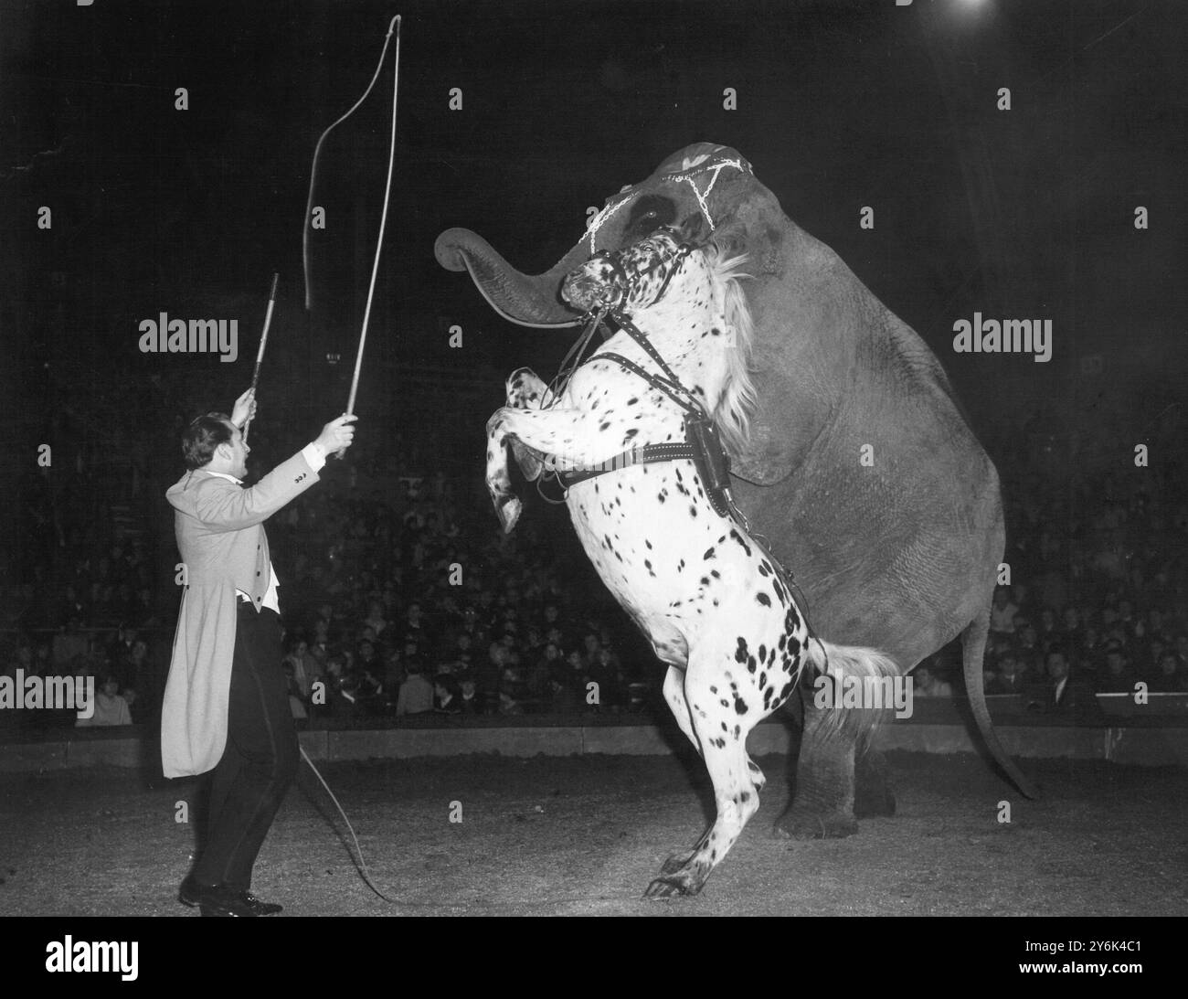 Frank Althoff's Elephants and Tiger Horses who waltz and pirouette with ...