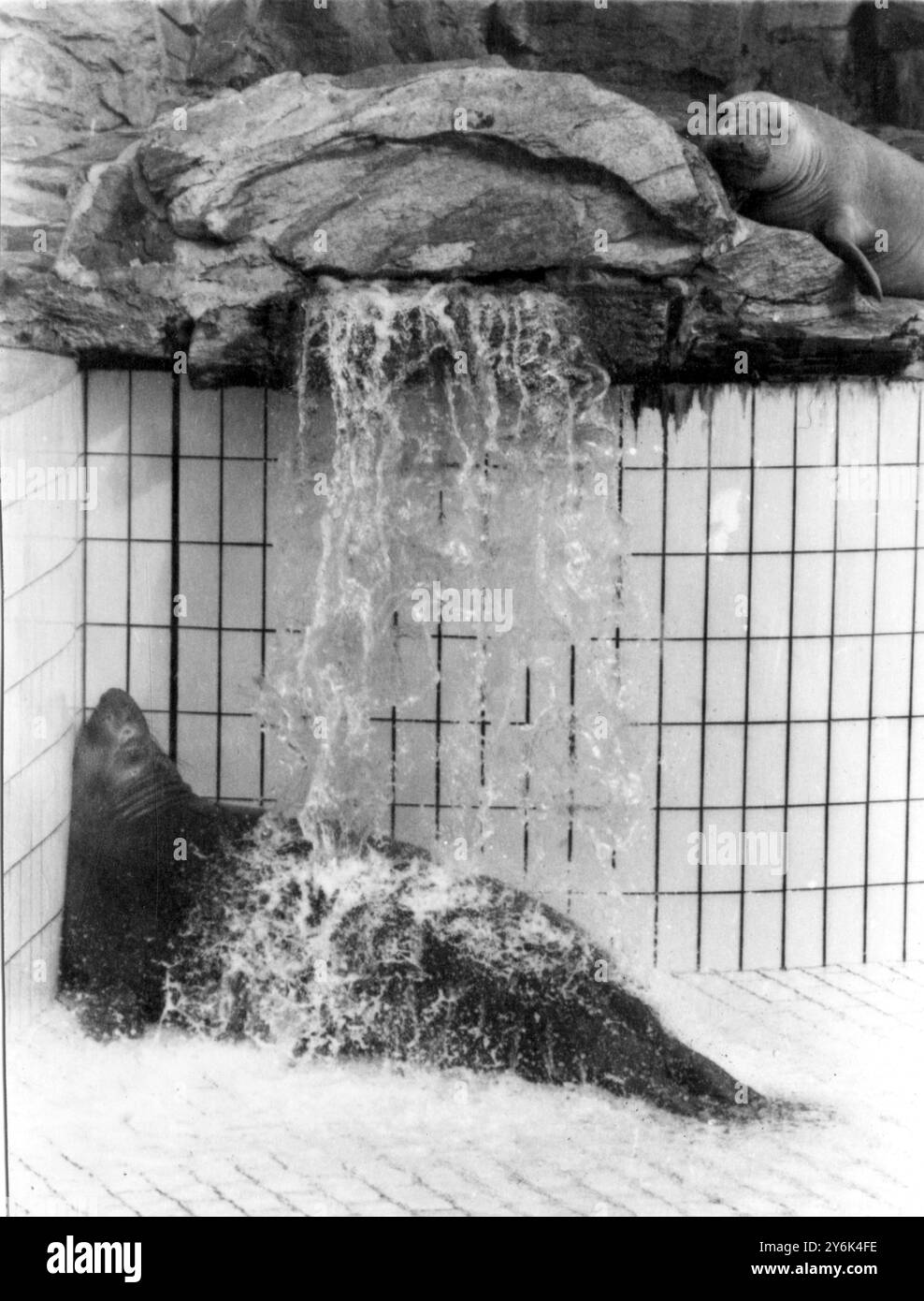 Sea elephant Black and White Stock Photos & Images - Alamy