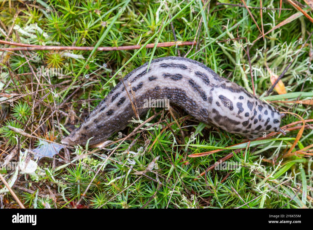 Leopard slug (Limax maximus) also known as great grey slug, England, UK Stock Photo - Alamy