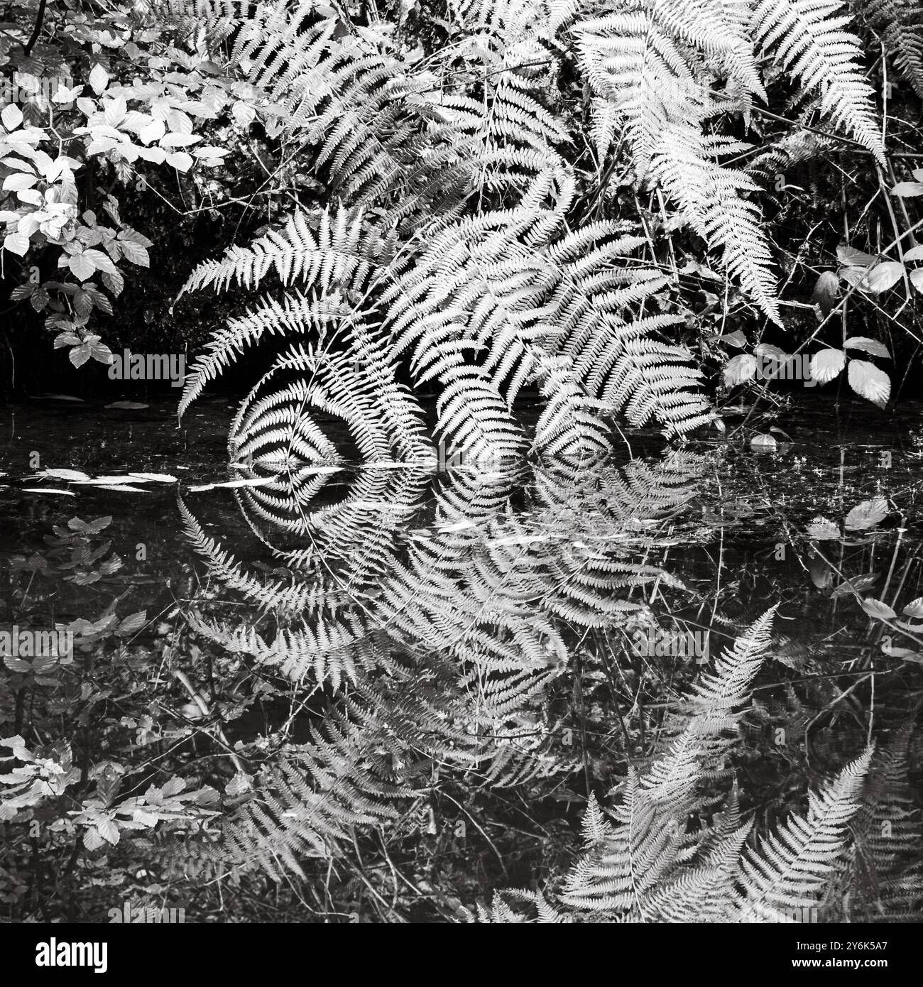 Abstract patterns forming in white hi-res stock photography and images ...