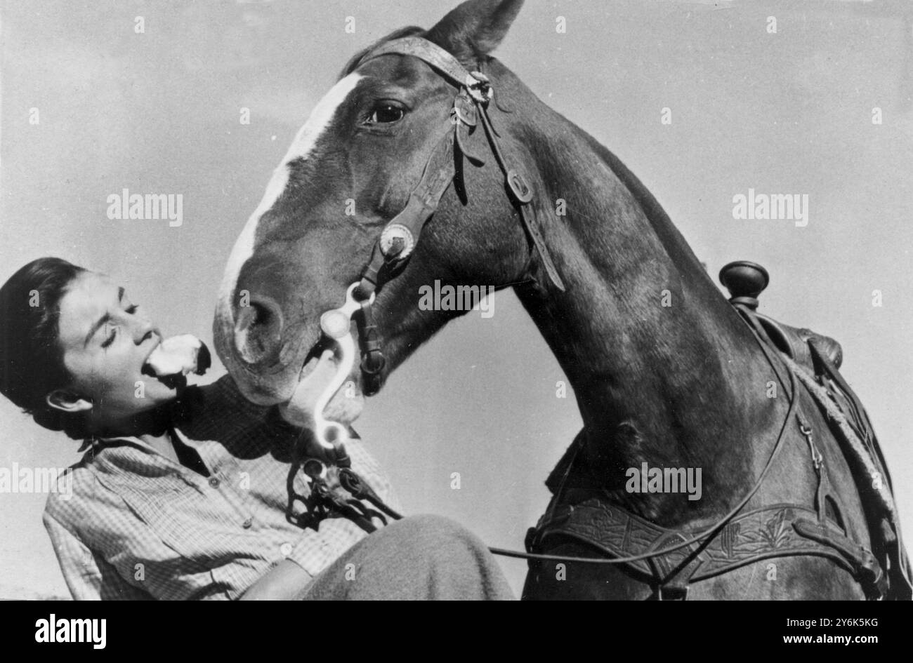 Stockton California Jean Simmons about to share an apple with her horse ...