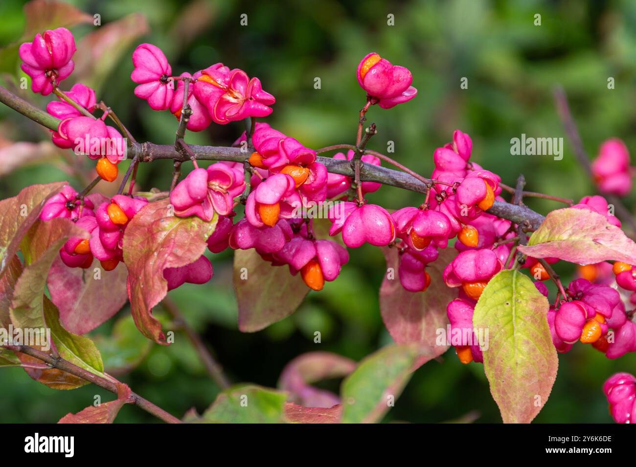 Euonymus berries hi-res stock photography and images - Alamy