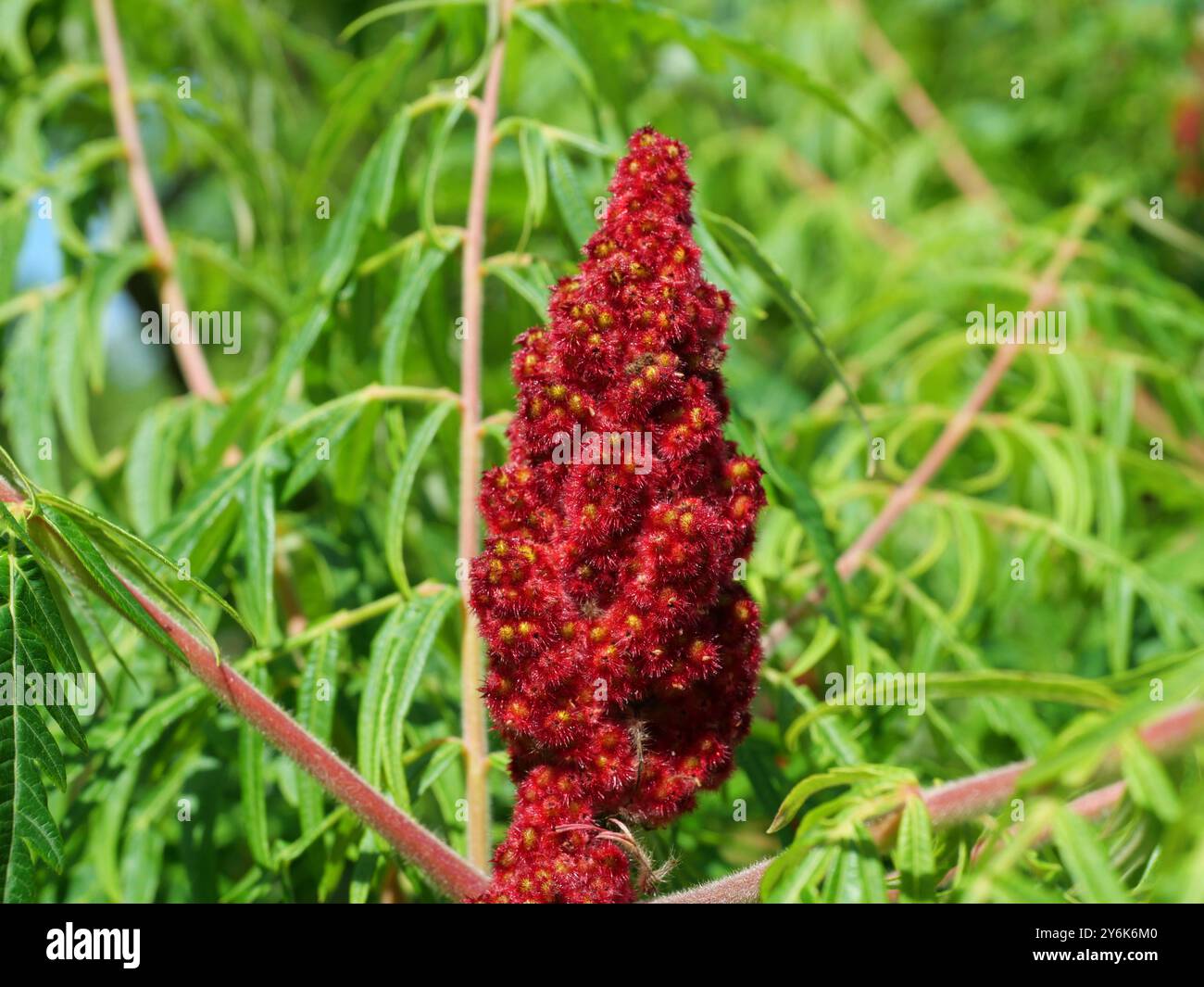 Sumac tree hi-res stock photography and images - Alamy