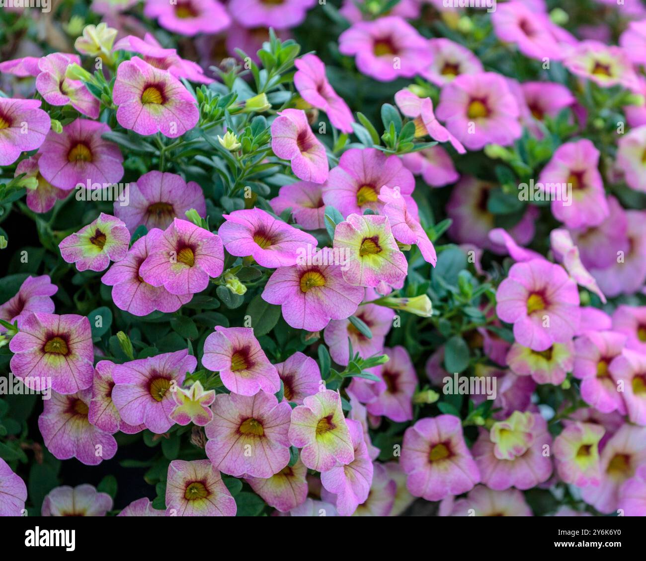 close up side view of yellow and pink Million Bells blossoms in a ...