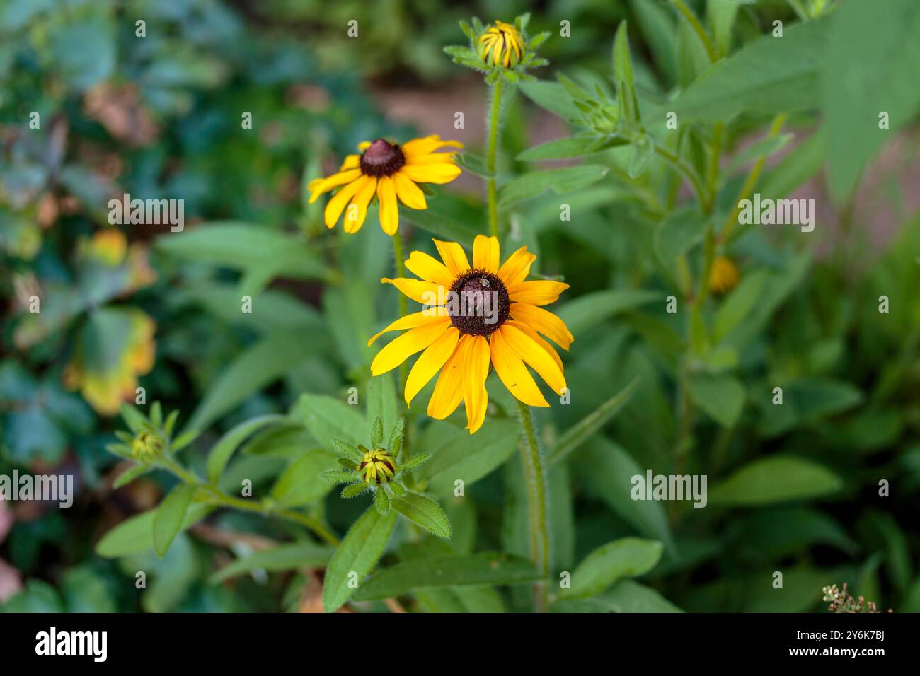 Two black eyed susans hi-res stock photography and images - Alamy