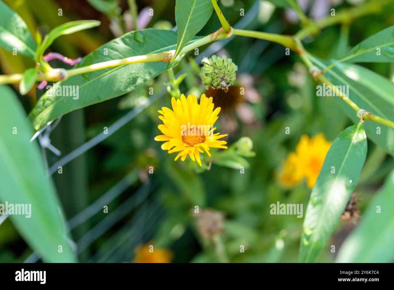a close up of blooming Cats Ear flowers growing in the corner of the ...