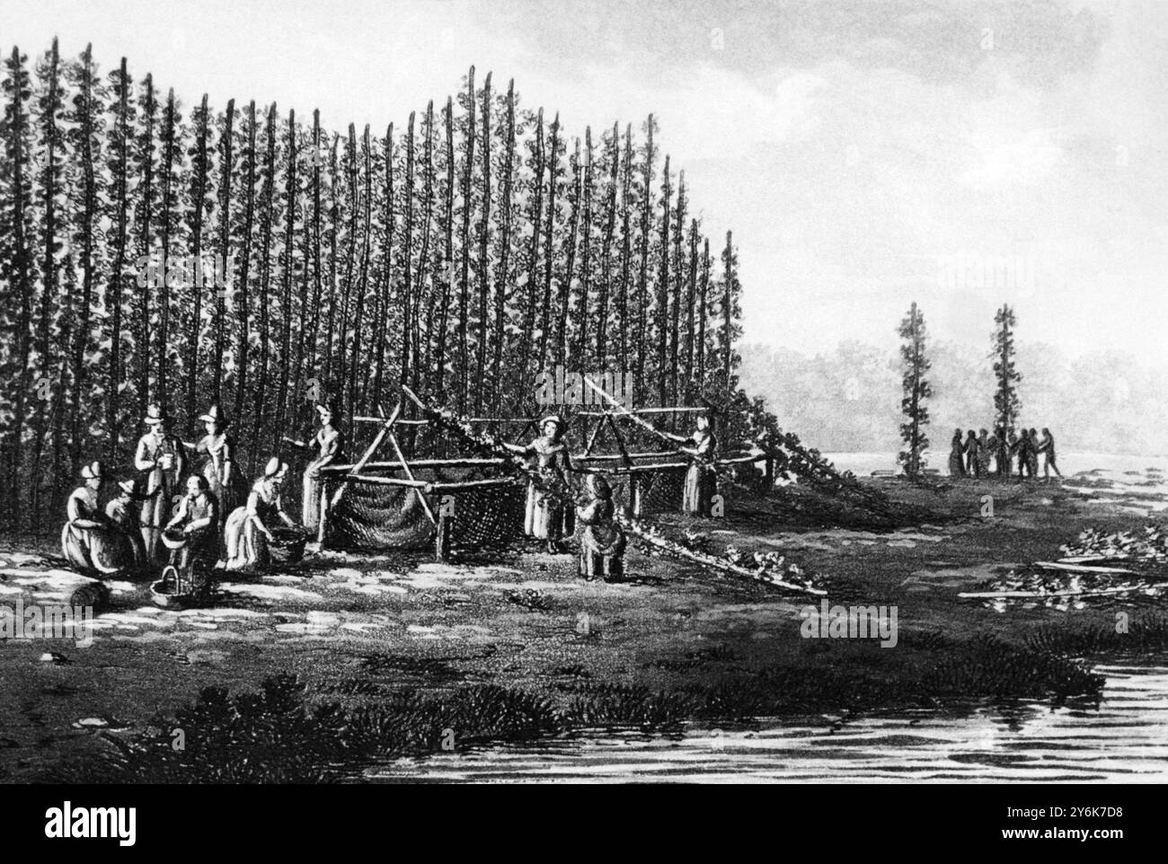 Hop picking 200 years ago Hop gathering - old style - is pictured in ...