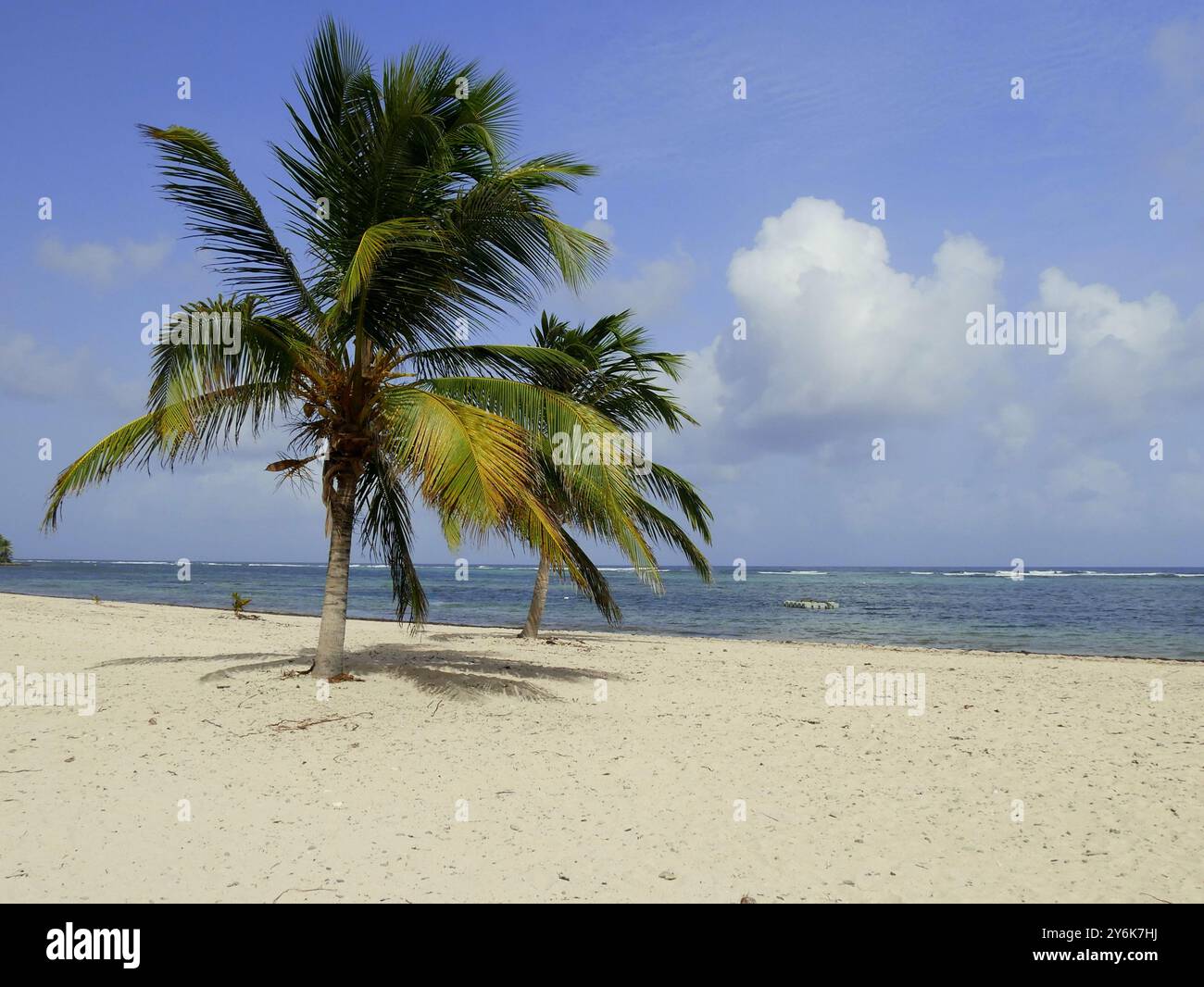 Fifi beach with coconut palm trees, sand and sea, tropical paradise in ...