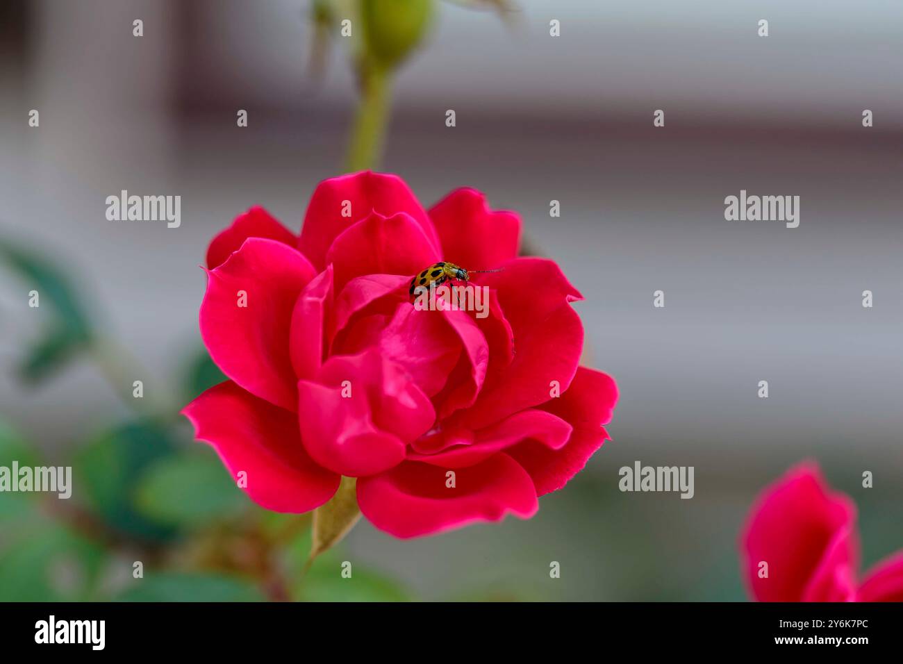 a solitary cherry red rose bloom recently opened in the garden Stock ...