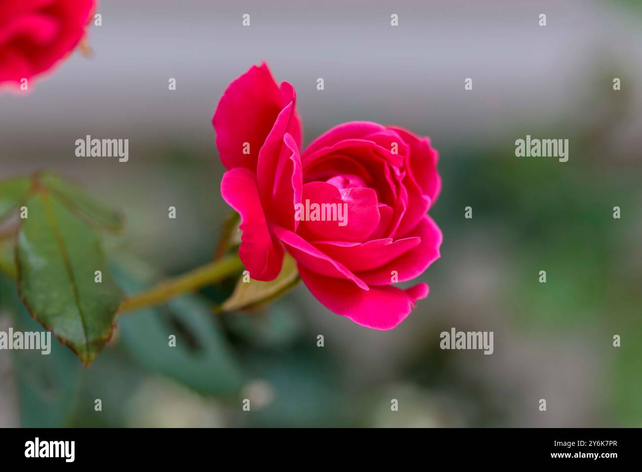 a side view of a cherry red rose bloom recently opened in the garden ...